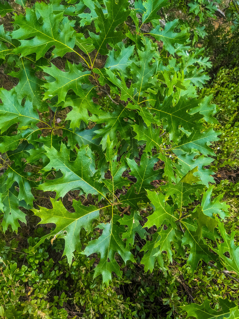 northern pin oak from Forest County, WI, USA on July 13, 2023 at 01:04 ...