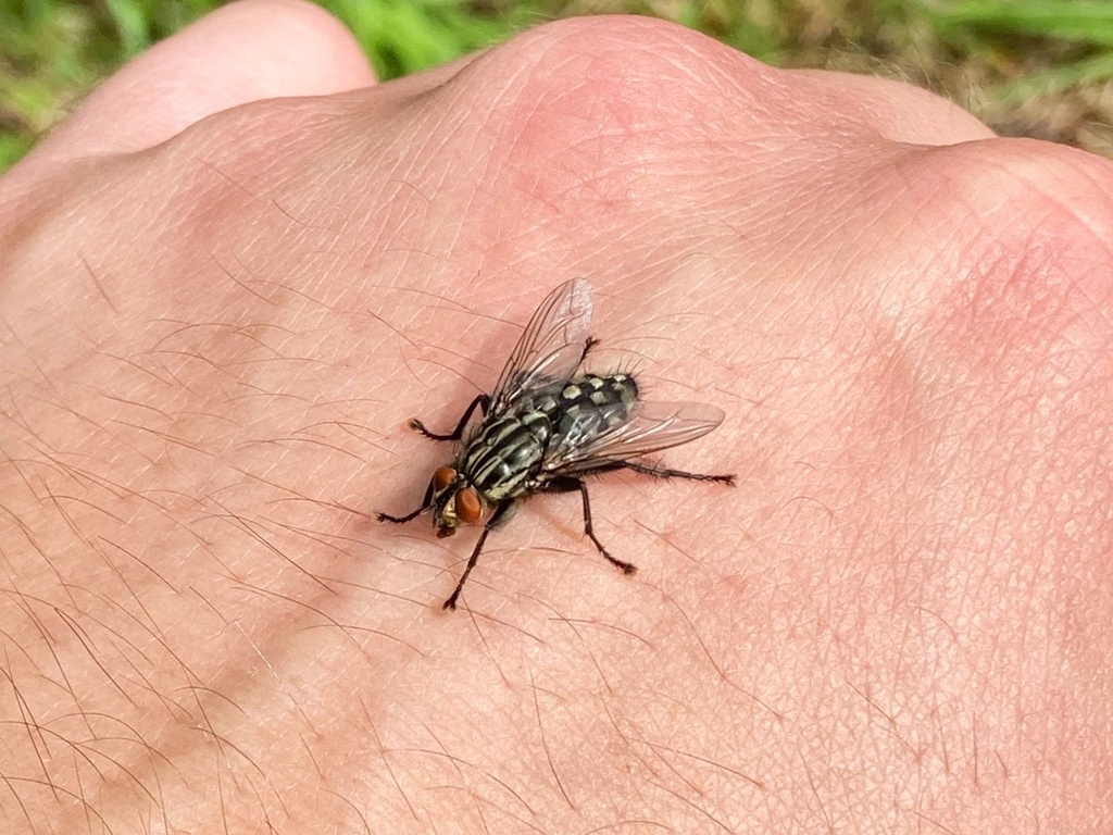 Common Flesh Flies from Nationalpark Triglav, Soča, 006, SI on July 27 ...