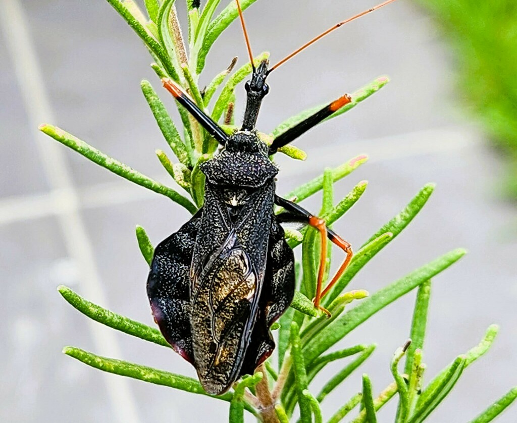 Phemius tibialis from Ayala Westgrove Heights, Silang, Cavite 4118 ...