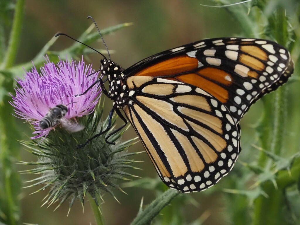 Monarch from South Arroyo, Pasadena, CA, USA on July 31, 2023 at 11:35 ...