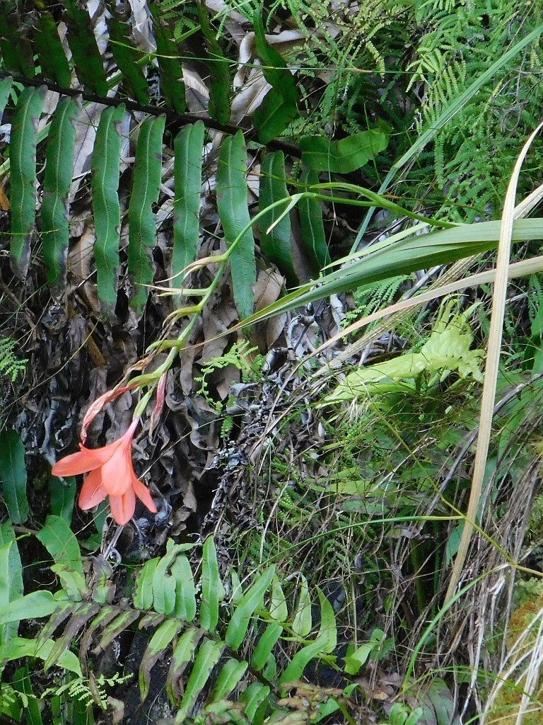 Waterfall lily from Tiergat Greyton 7233, South Africa on January 24 ...