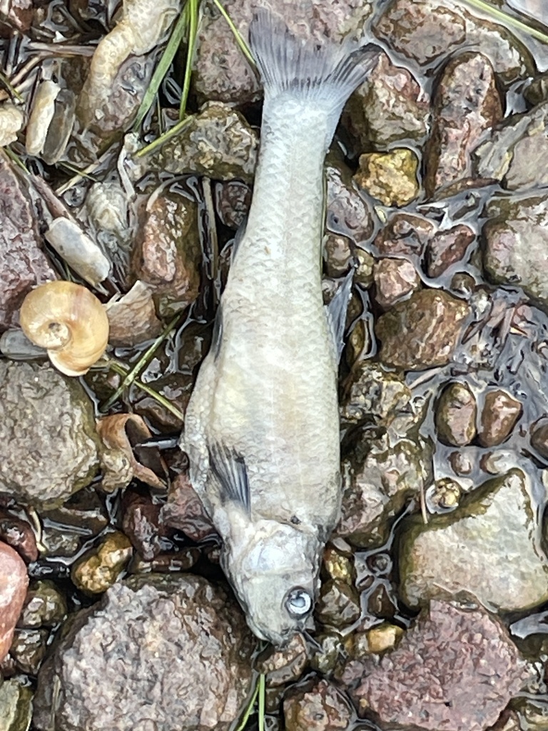 Fathead Minnow from Luna Lake, Alpine, AZ, US on July 31, 2023 at 03:32 ...