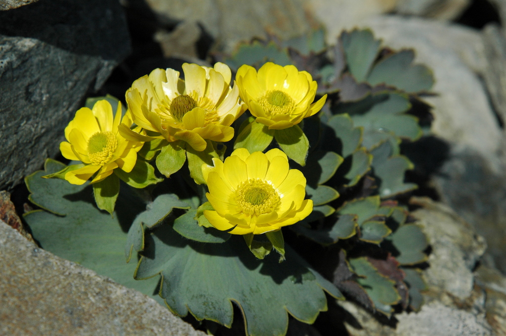 Ranunculus pilifera in January 2019 by Hamish Brown. Ranunculus ...