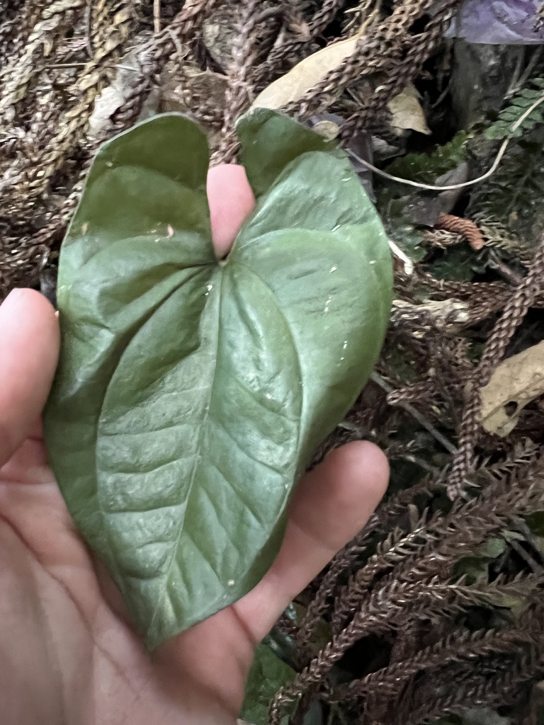 Common Yam Vine in July 2023 by Ian Parsons · iNaturalist
