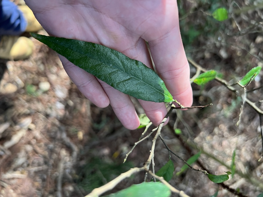 whalebone tree in July 2023 by Ian Parsons · iNaturalist