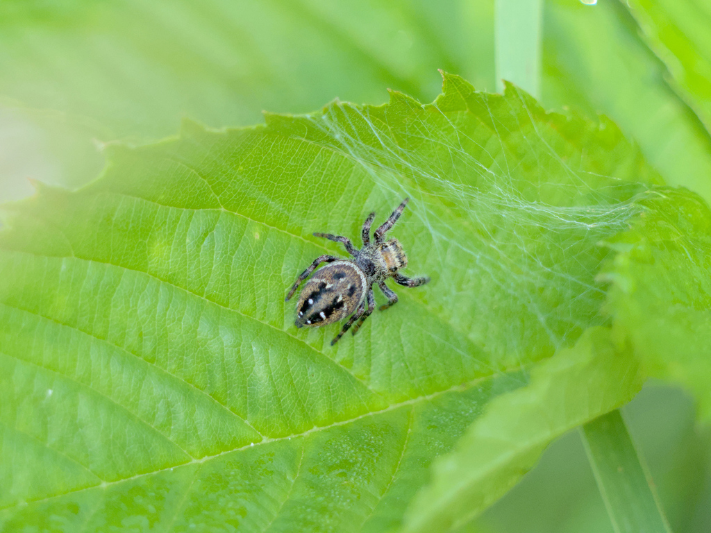 Brilliant Jumping Spider from Hampton, NB, Canada on July 7, 2023 at 10 ...