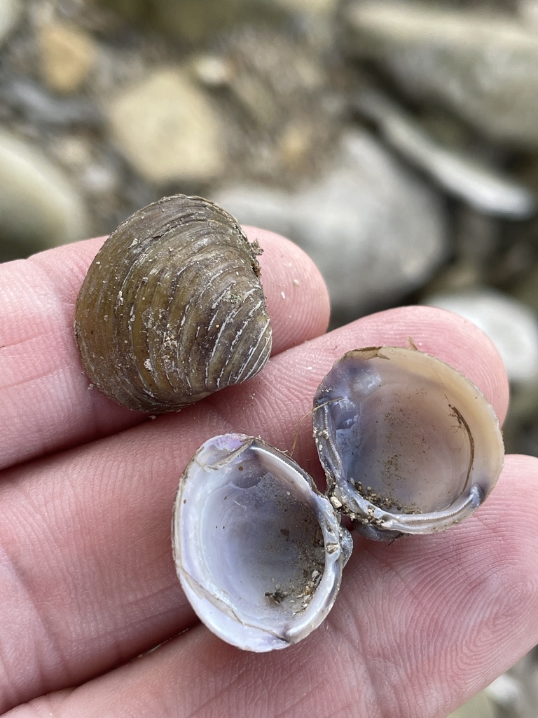 Asian Clam from Bert Fields Park, Dallas, TX, US on July 31, 2023 at 04 ...