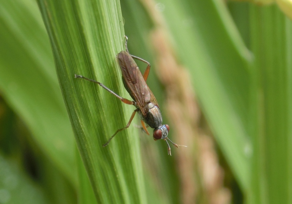 Snail-killing Flies from 台灣雲林縣 on July 31, 2023 at 09:30 AM by ...
