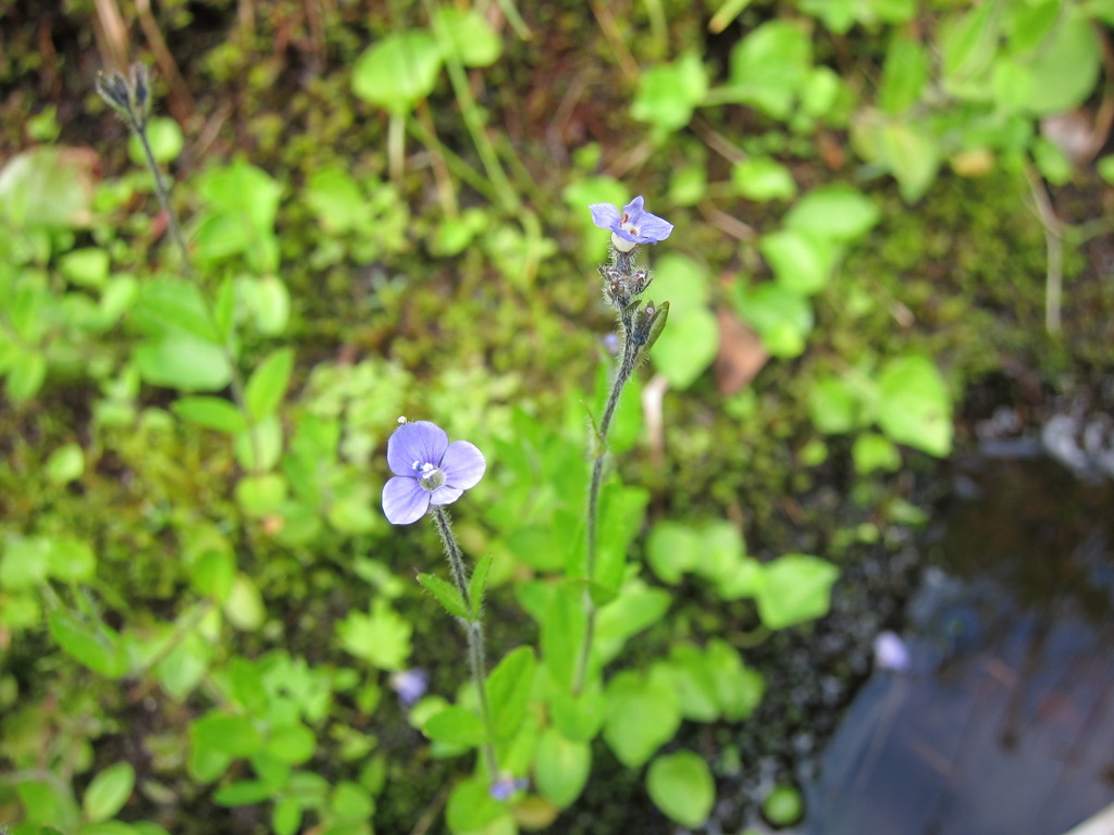 American alpine speedwell from Whatcom County, WA, USA on July 30, 2023 ...
