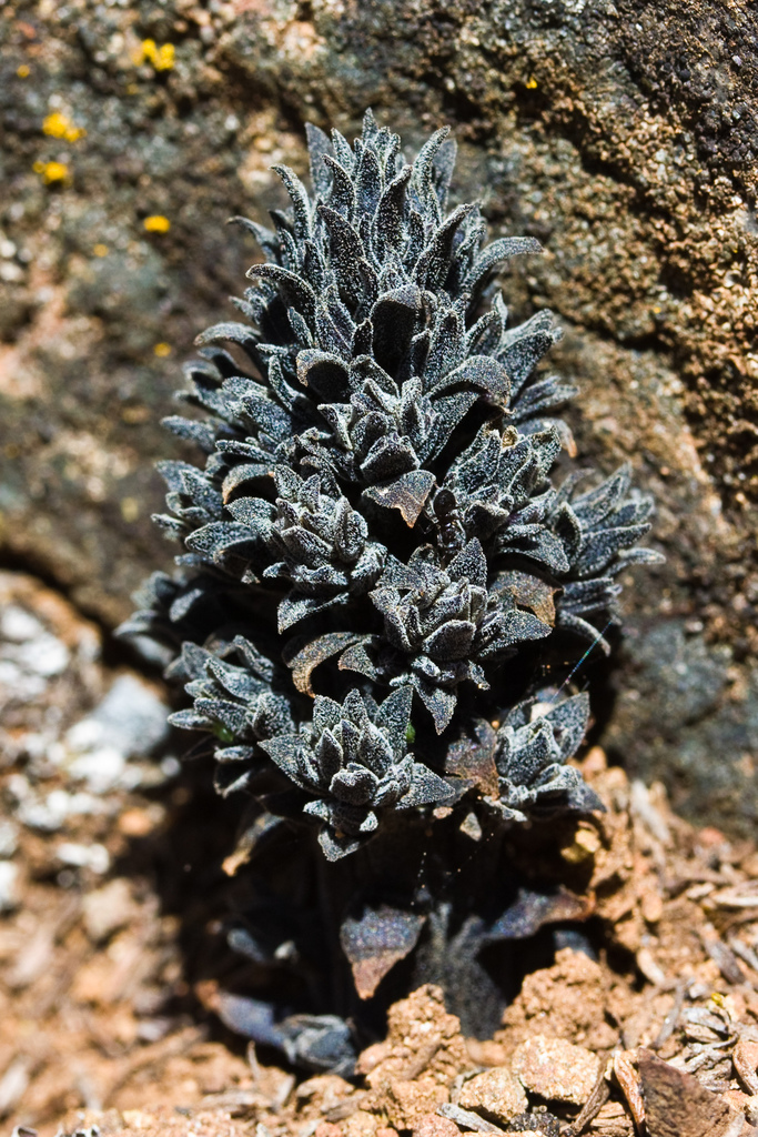 Chaparral Broomrape (Aphyllon tuberosum) - Botanical Realm