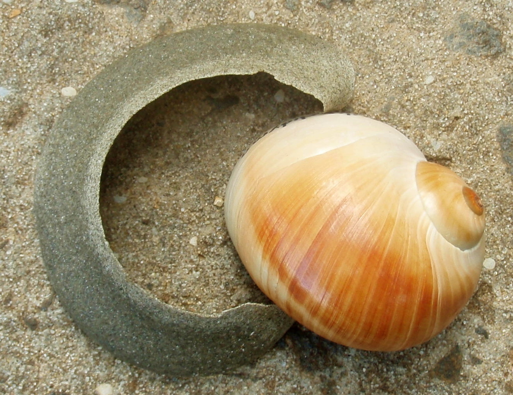 Bladder Moon Snail from Broulee - Mossy Point NSW 2537, Australia on ...