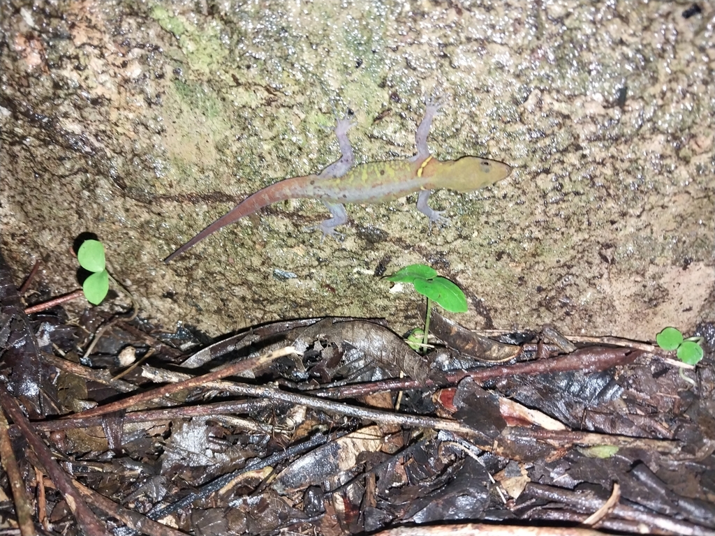 Brilliant South American Gecko from Diego Martin Regional Corporation ...