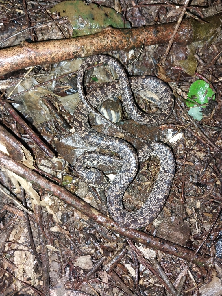Cloudy Snail-eating Snake from Diego Martin Regional Corporation ...