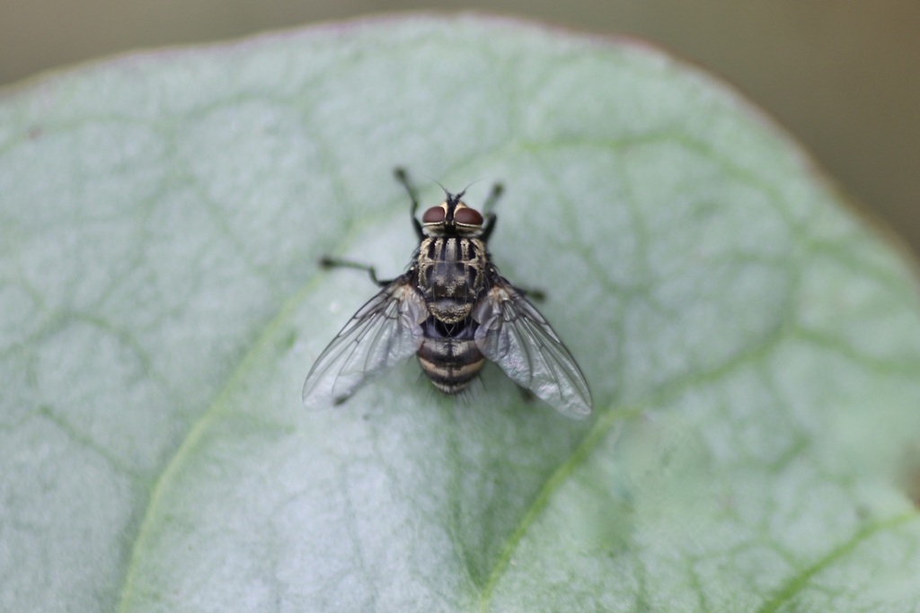 Exorista from Jayapura Regency, Papua, Indonesia on July 9, 2023 by ...