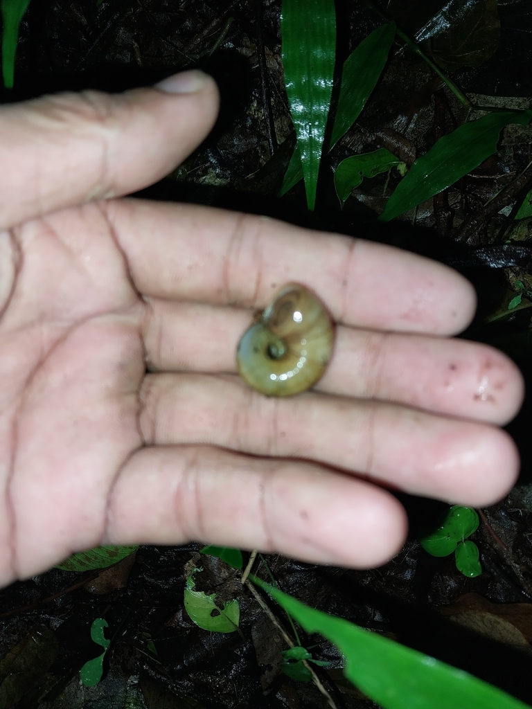 Aperostoma from Diego Martin Regional Corporation, Trinidad and Tobago on July 28, 2023 at 08:08 ...