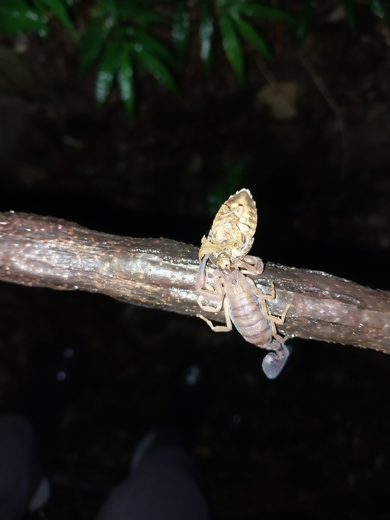 Tityus trinitatis from Diego Martin Regional Corporation, Trinidad and ...