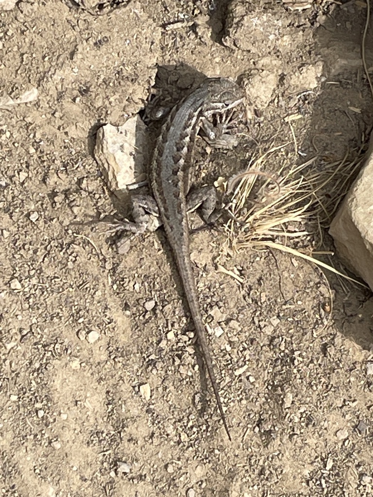 Common Sagebrush Lizard from Mesa Verde, CO, USA on July 29, 2023 at 05 ...