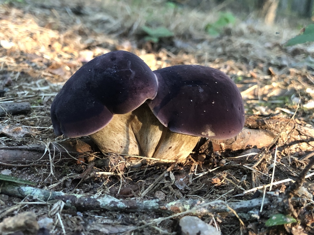 Black Velvet Bolete from Spartanburg, SC, US on July 31, 2023 at 07:40 ...