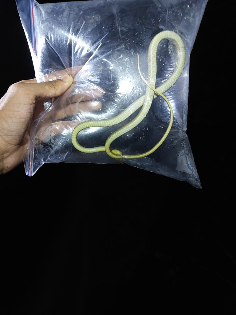 Boddaert's Tropical Racer from Diego Martin Regional Corporation ...