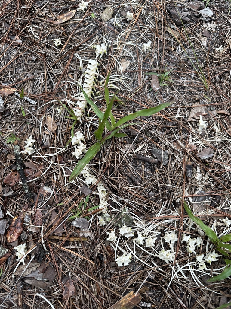 Snakes from Jacksonville, FL, US on July 31, 2023 at 11:49 AM by Joseph ...