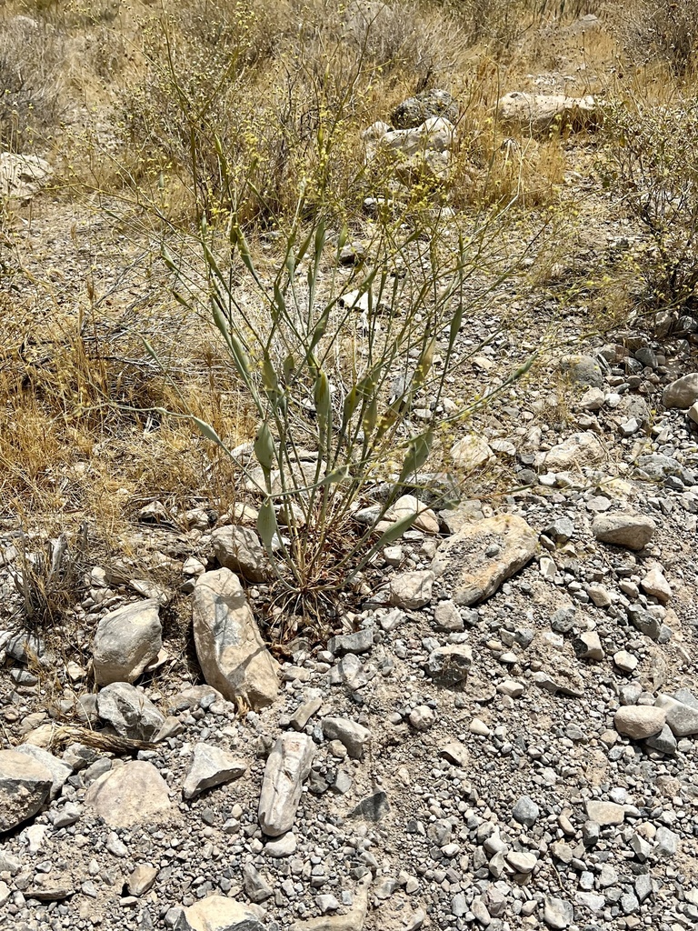 Desert Trumpet from Bulldog Pass, Ivins, UT, US on July 31, 2023 at 01: ...