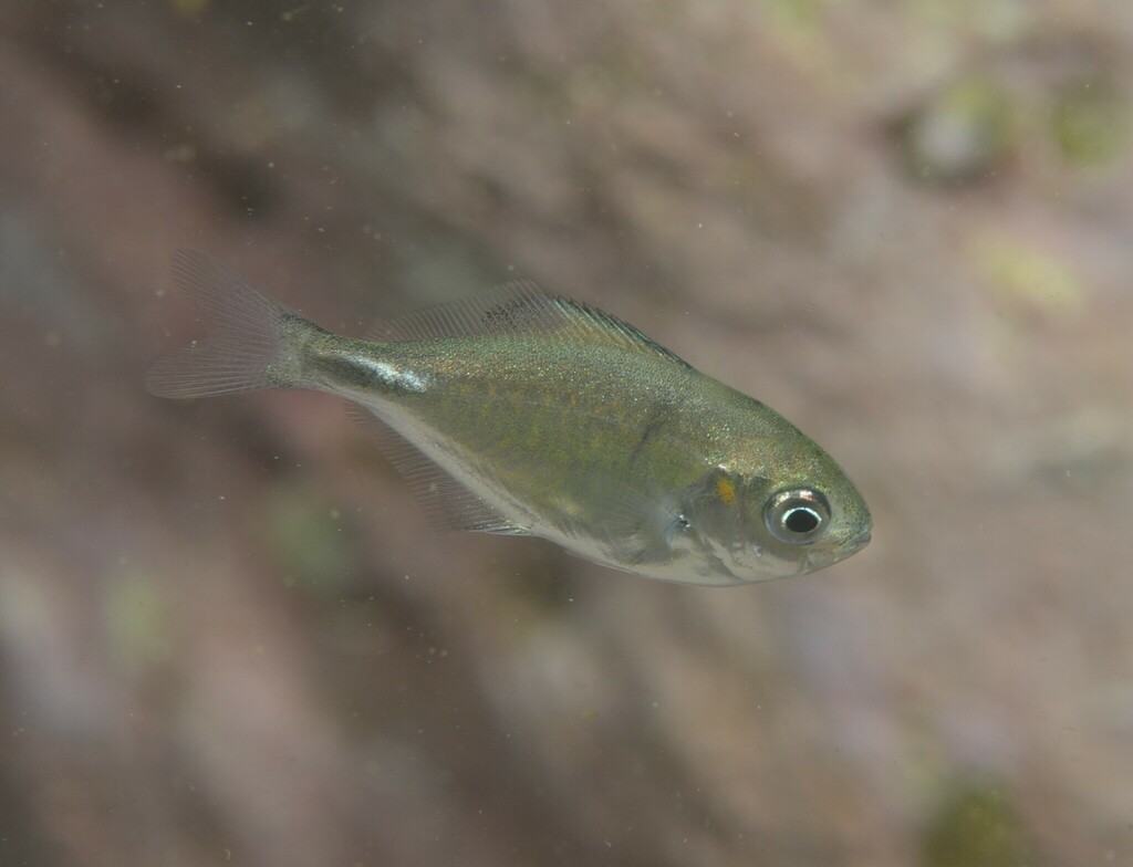 Silver Sweep from 1 Bower Ln, Manly NSW 2095, Australia on July 30 ...