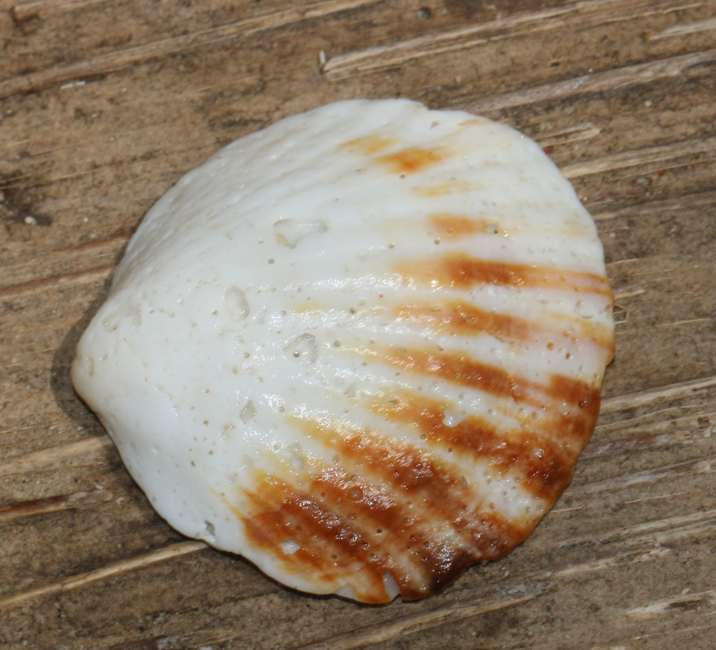 Tucetona from San Miguel Is, Monreal, Masbate, Philippines on June 30 ...