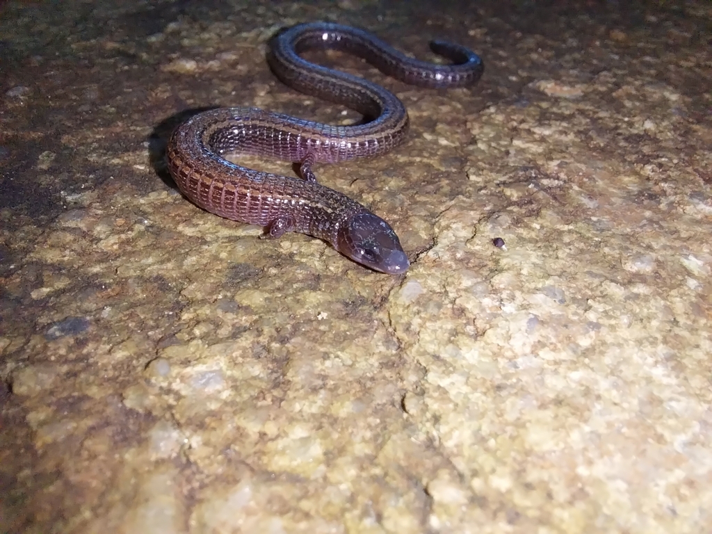Trinidad worm lizard from Diego Martin Regional Corporation, Trinidad ...