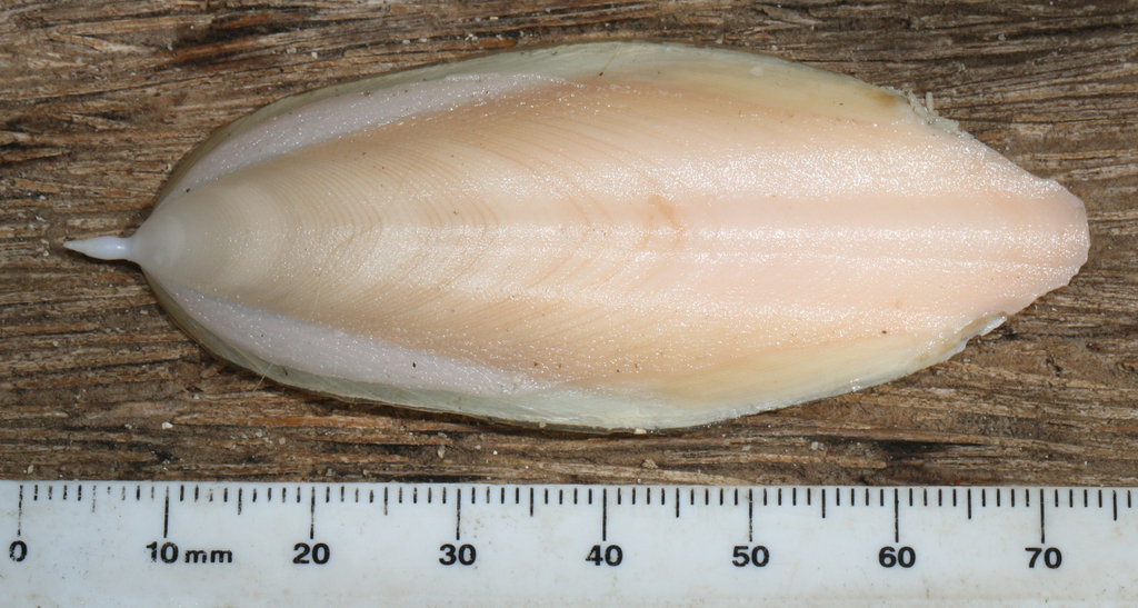 Cuttlefishes from San Miguel Is, Monreal, Masbate, Philippines on June ...