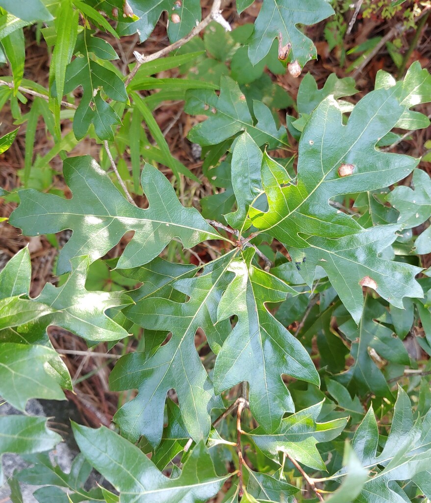 Georgia Oak from Dekalb County, GA, USA on July 31, 2023 at 09:43 AM by ...