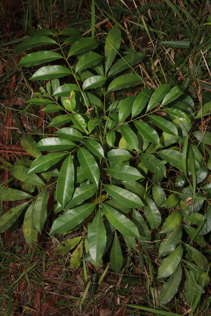 scentless rosewood from Smiths Lake NSW 2428, Australia on July 29, 2023 at 09:39 AM by Thomas ...