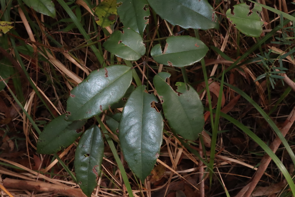 Five-Leaved Water Vine from Smiths Lake NSW 2428, Australia on July 29, 2023 at 09:49 AM by ...
