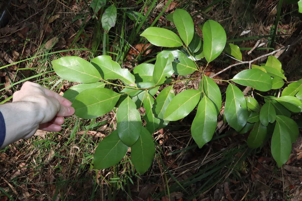 Domatia Tree from Smiths Lake NSW 2428, Australia on July 29, 2023 at 11:46 AM by Thomas ...