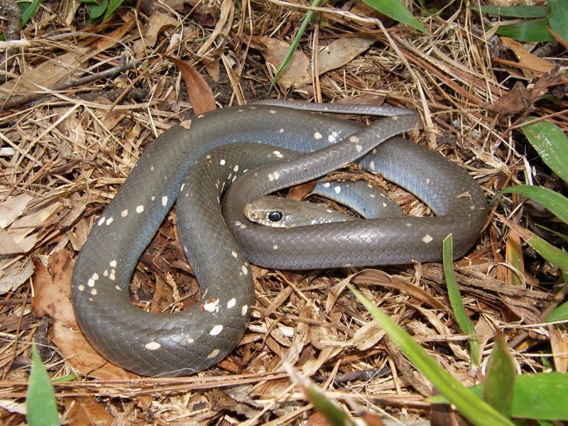 North American Racer (Coluber constrictor) - Snakes and Lizards