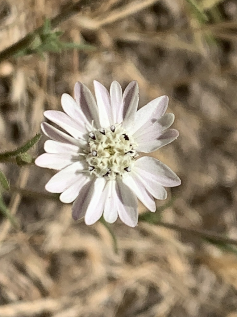 Hayfield Tarweed from Amberwood Ct, Vacaville, CA, US on July 31, 2023 ...