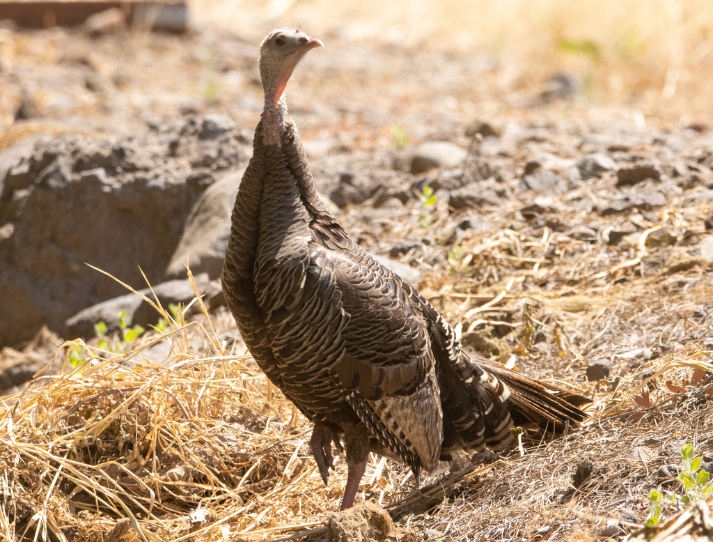 Wild Turkey from Chico, CA, USA on May 26, 2023 at 10:24 PM by Liam ...