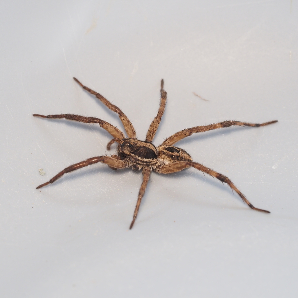 lance wolf spider from Jack County, TX, USA on July 29, 2023 at 09:54 ...