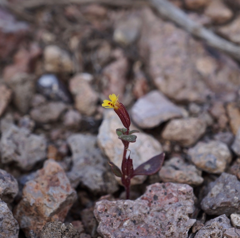 redstem monkeyflower from Esmeralda County, NV, USA on June 6, 2023 at 03:12 PM by Chloe Novak ...