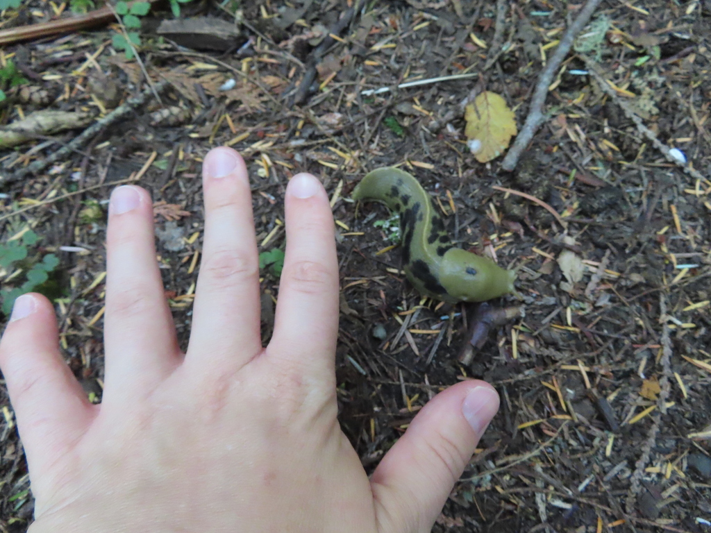 Pacific Banana Slug from San Juan County, WA, USA on July 27, 2023 at ...