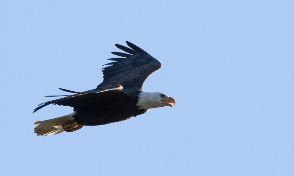 Bald Eagle from Butte County, CA, USA on February 8, 2022 at 04:18 AM ...