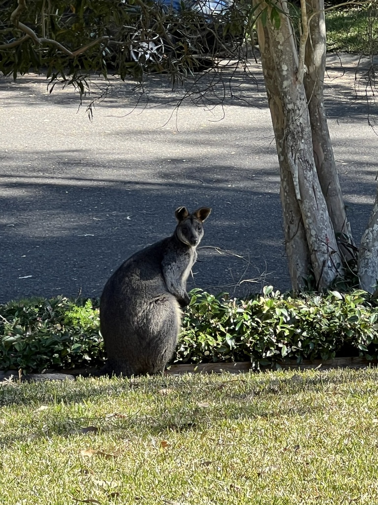 Swamp Wallaby in August 2023 by Margaret Sky · iNaturalist
