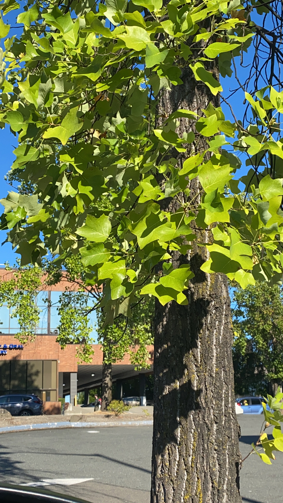 tulip tree in July 2023 by swankee · iNaturalist