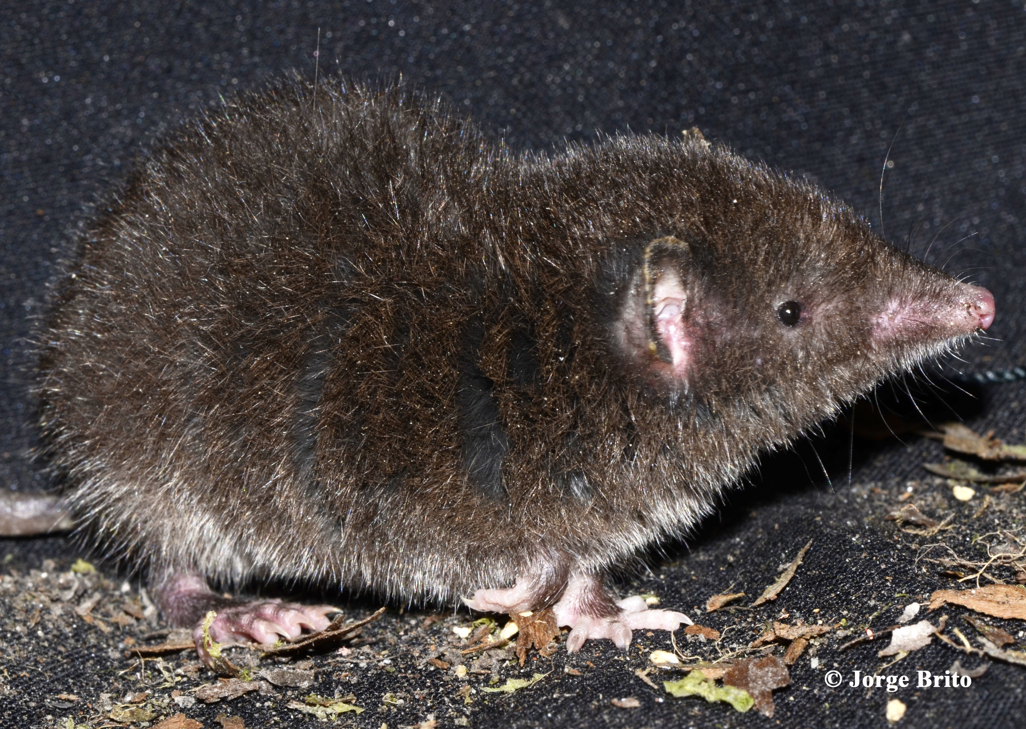 Caenolestes fuliginosus (Tomes, 1863)