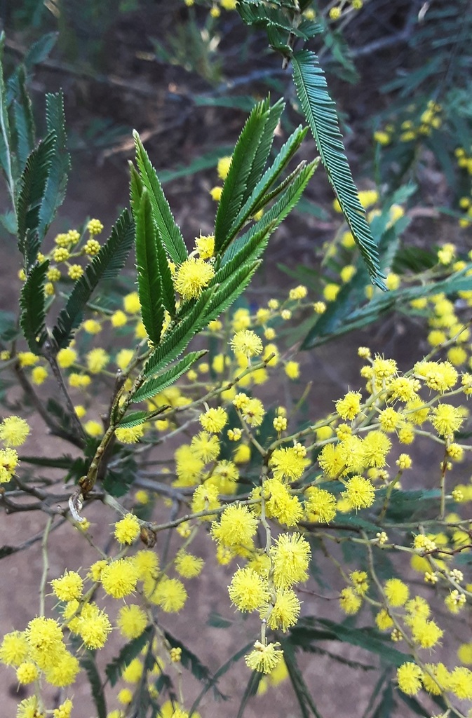 Fern-leaved Wattle from Mundamia NSW 2540, Australia on July 24, 2023 ...