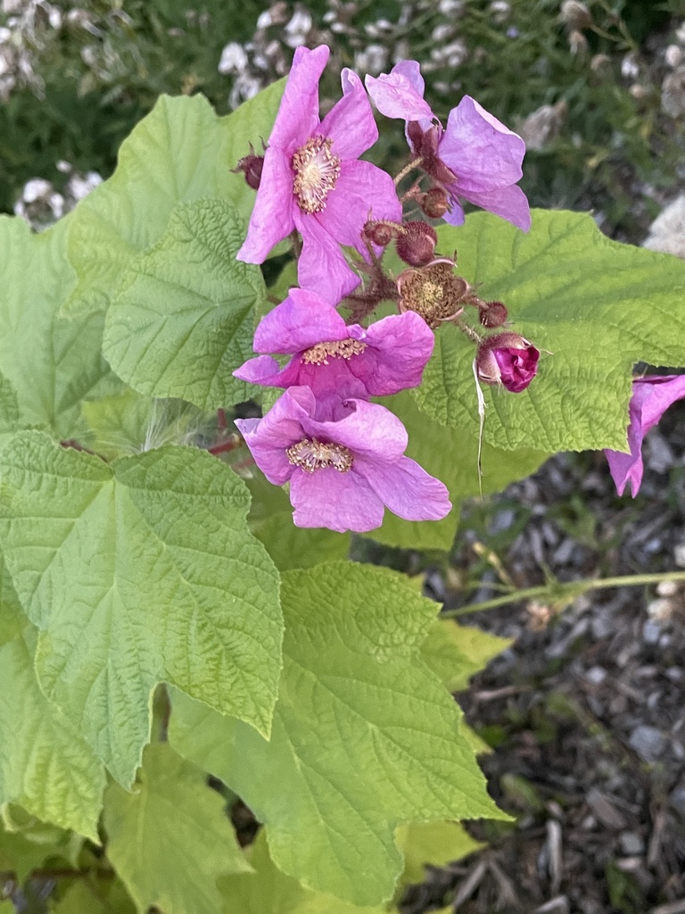 purple-flowered raspberry from Gordon Weeden Park, Markham, ON, CA on ...