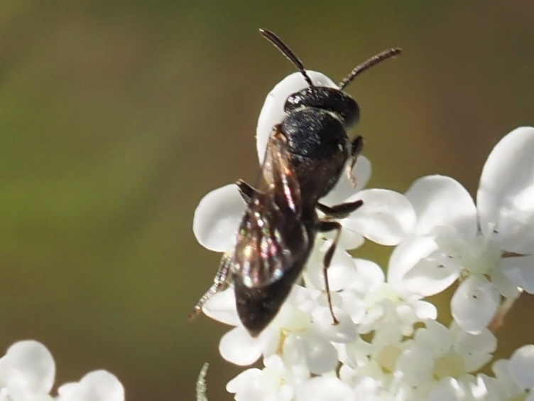 Masked Bees from Corliss Ave N, Seattle, WA, US on July 31, 2023 at 05: ...