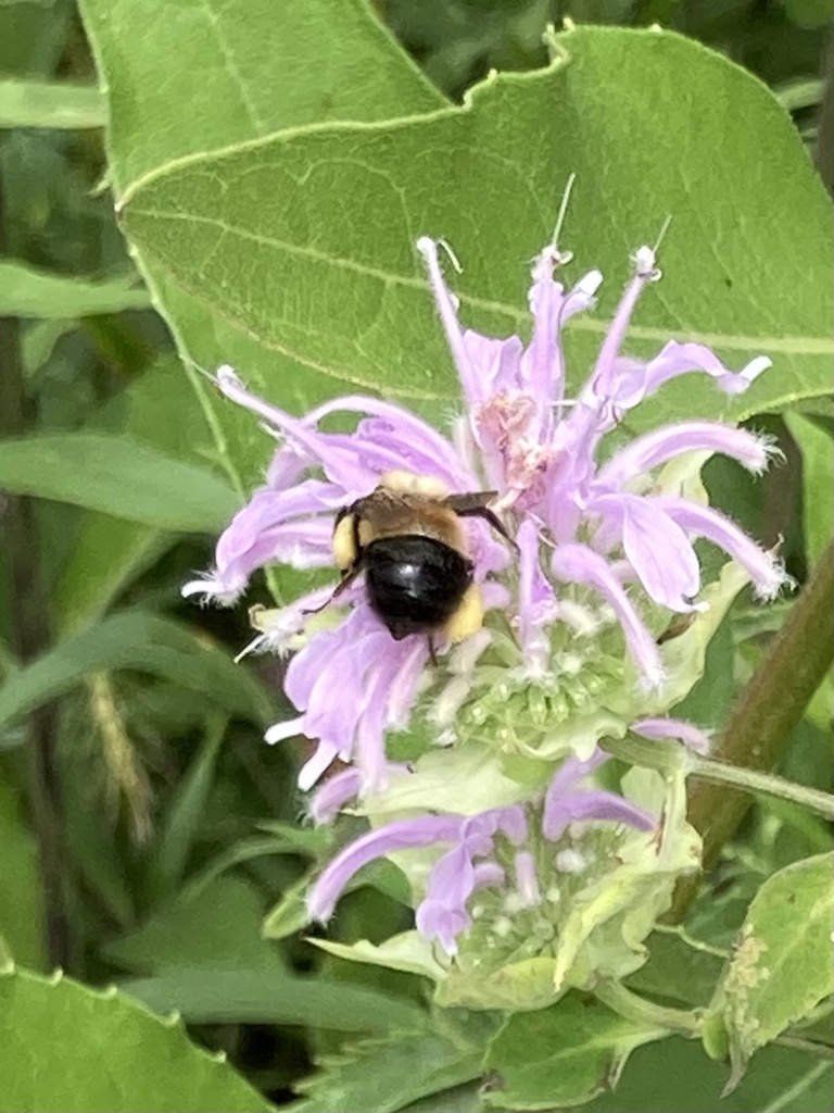 Rusty-patched Bumble Bee in July 2023 by cathyph. Very exciting day ...