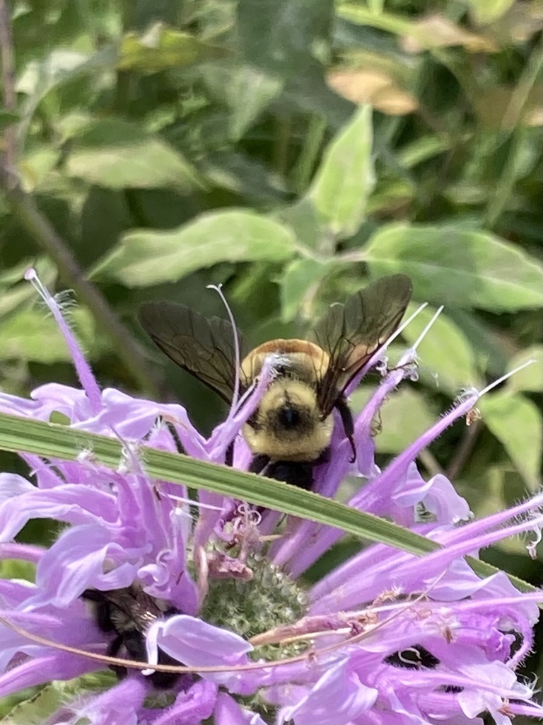 Rusty-patched Bumble Bee in July 2023 by cathyph · iNaturalist