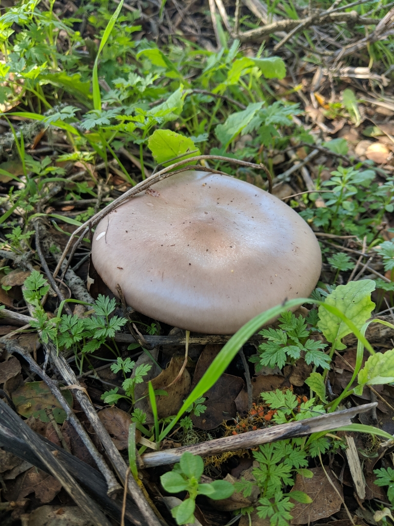 Blewit from Student Media Press Center, Santa Cruz, CA 95064, USA on ...