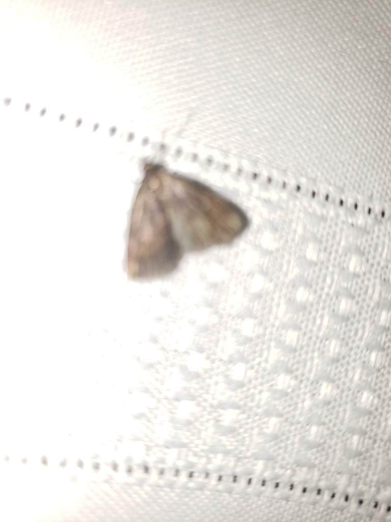 Julia's Idia Moth from Snow Hill, MD 21863, USA on July 27, 2023 at 10: ...